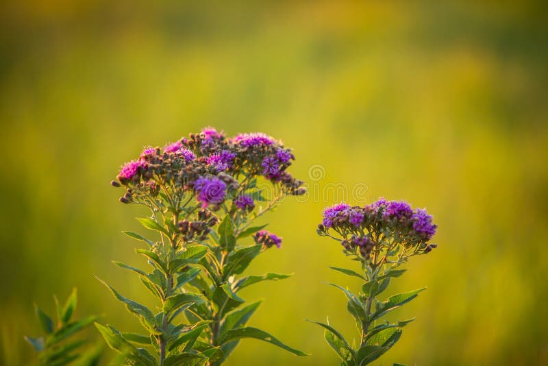 Western Ironweed Wildflowers Stock Photo - Image of closeup, vernonia ...