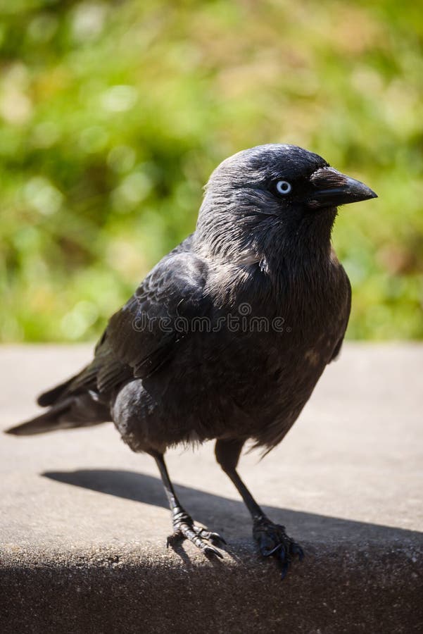 Western Jackdaw Bird, Coloeus Monedula. Stock Image - Image of jackdaw ...