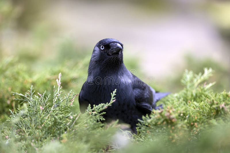 Western Jackdaw, Also Known As the Eurasian Jackdaw Stock Image - Image ...