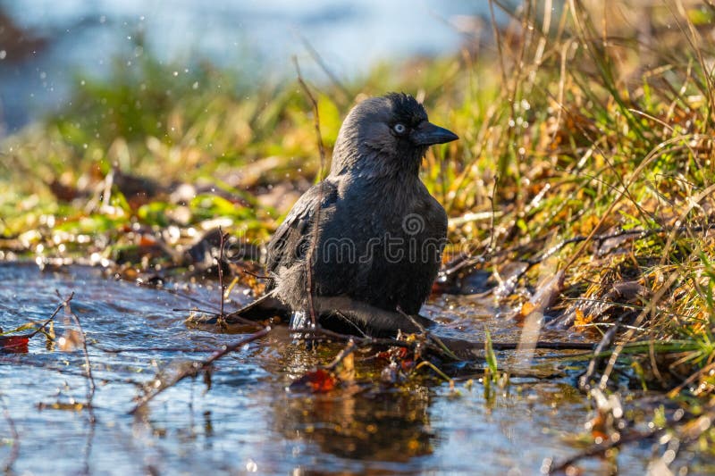 Western Jackdaw Coloeus Monedula Washing in a Small Stream.. Stock ...