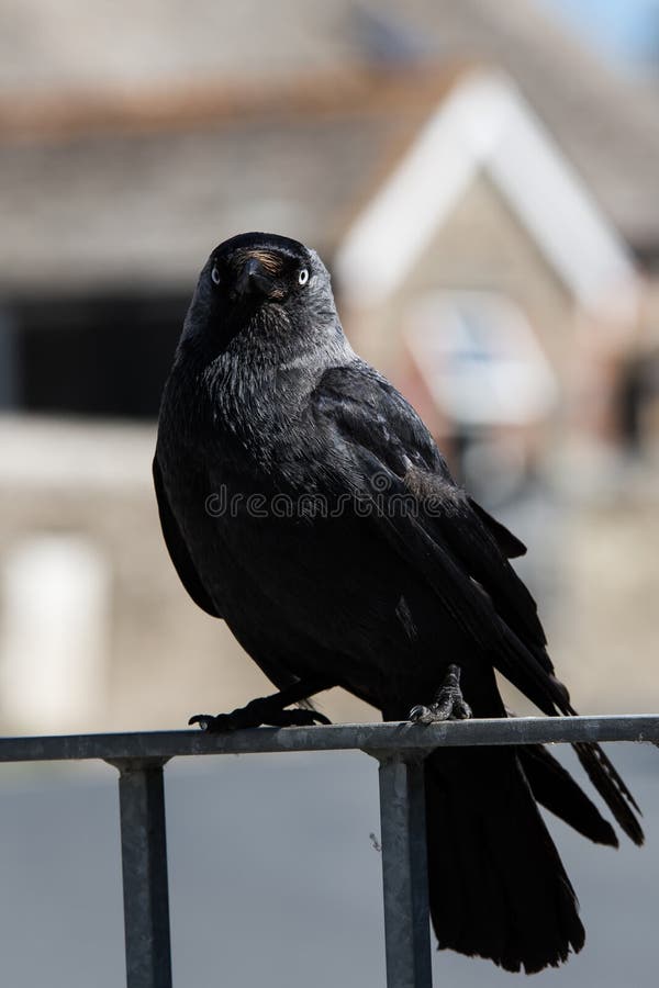 Western Jackdaw, Corvus Monedula Stock Photo - Image of eurasian ...