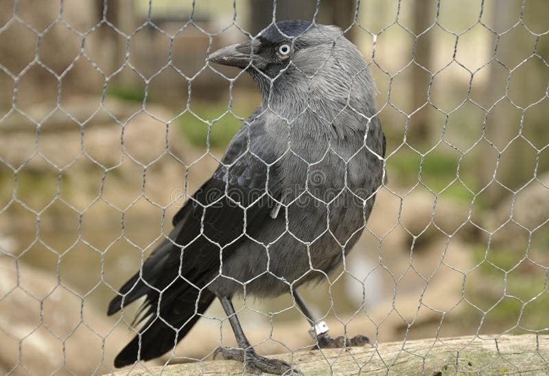 Western Jackdaw (Corvus Monedula) Stock Photo - Image of beak, monedula ...