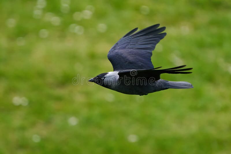 Western Jackdaw Flight Vegetation Background Stock Photos - Free ...