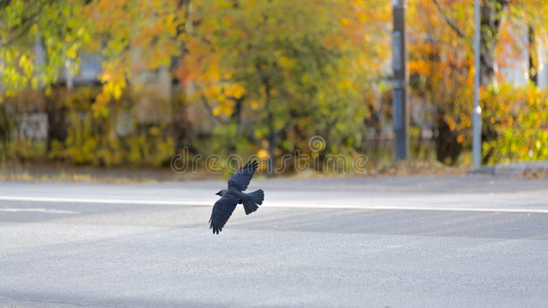 Western Jackdaw Flying Over Road Stock Photo - Image of road, corvus ...