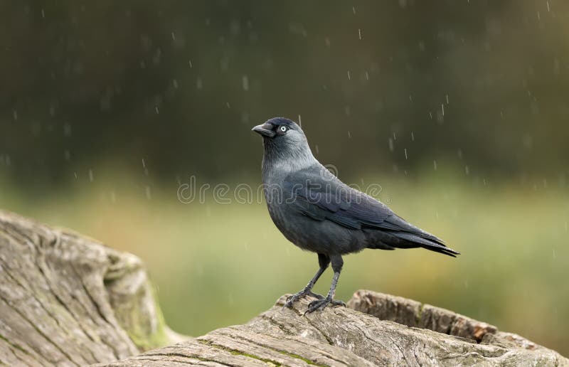 Rook in the rain stock photo. Image of bird, raven, falling - 126002134