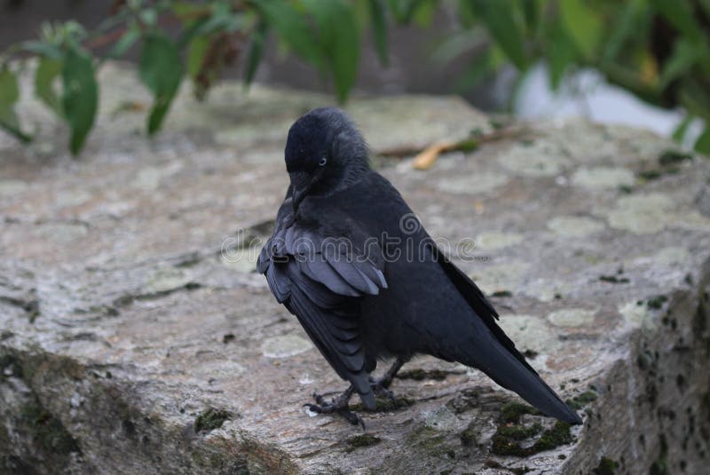 Western jackdaw stock photo. Image of grass, feathers - 99613050