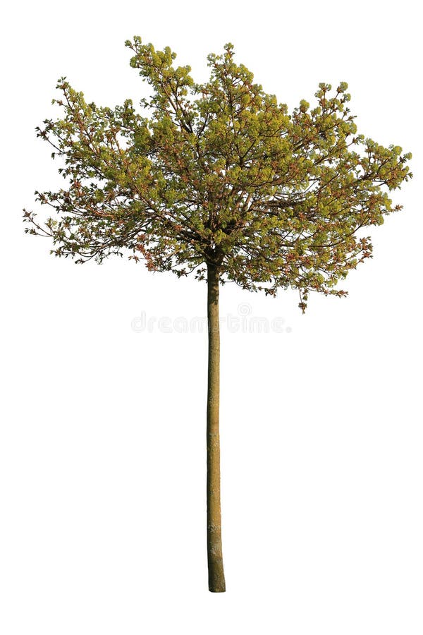 Western Juniper Also Known with Scientific Name Juniperus Occidentalis ...