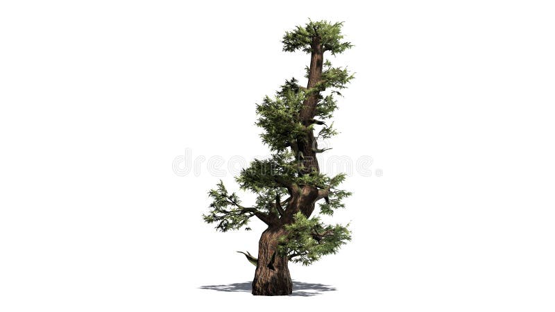 Vector Branch with Outline Juniper or Juniperus Communis. Bunch, Berry ...