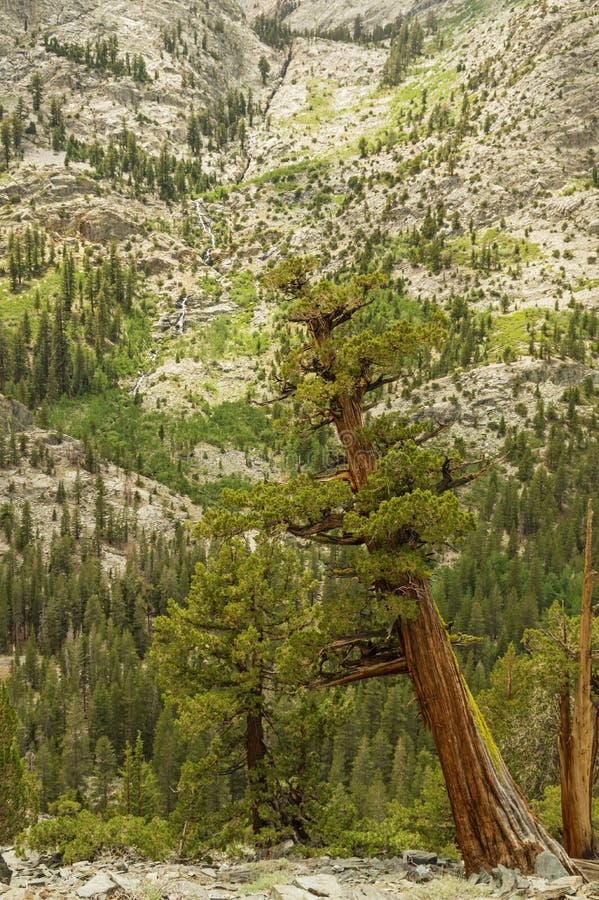 Western Juniper (Juniperus Occidentalis) Stock Image - Image of conifer ...