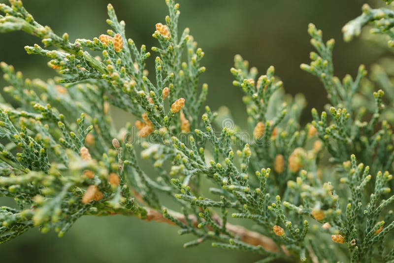 Western Juniper (Juniperus Occidentalis) Stock Image - Image of conifer ...