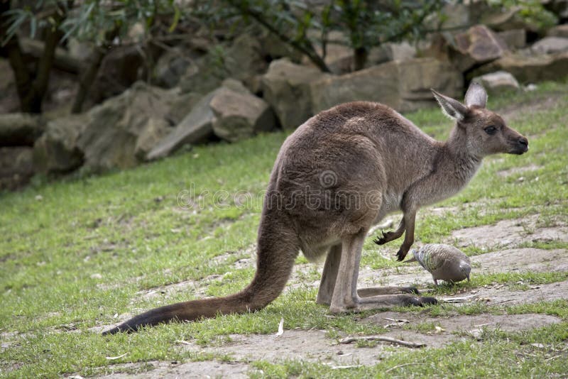 This is a Side View of a Western Kangaroo Stock Image - Image of nose ...