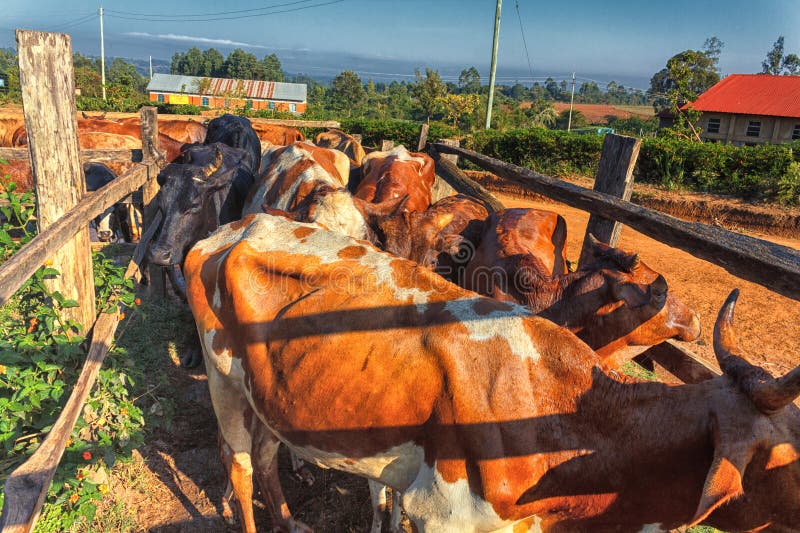 Cattle Walk into a Communal Dip To Clean Ticks Stock Photo - Image of ...