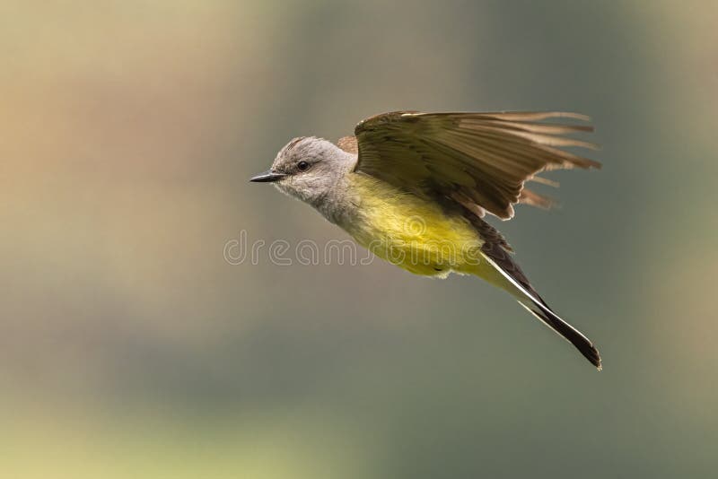 Western Kingbird in Flight stock photo. Image of fauna - 249889808