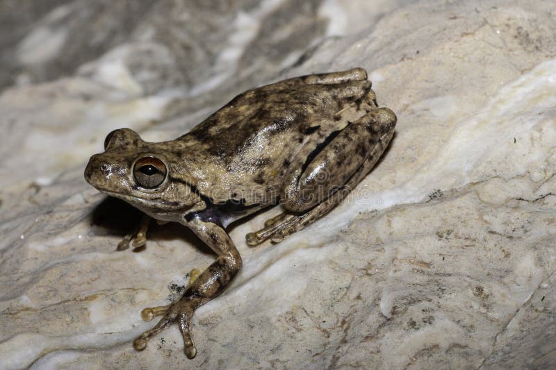 Western Laughing Tree Frog stock image. Image of ridibunda - 334978615