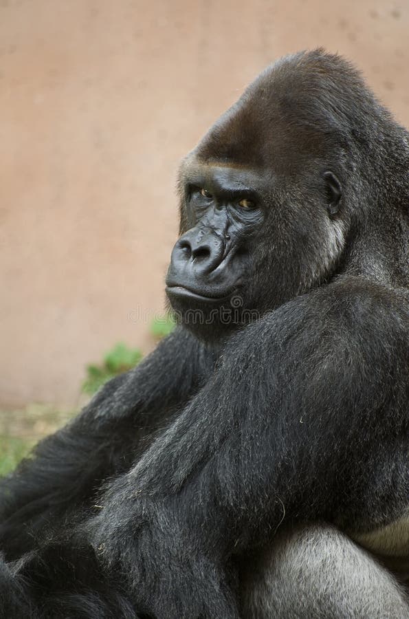 Gorilla teeth stock image. Image of gorilla, silverback - 23408359