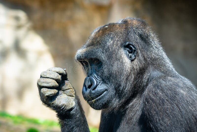 Western Lowland Gorilla in Barcelona Zoo Stock Photo - Image of primate, park: 147407684