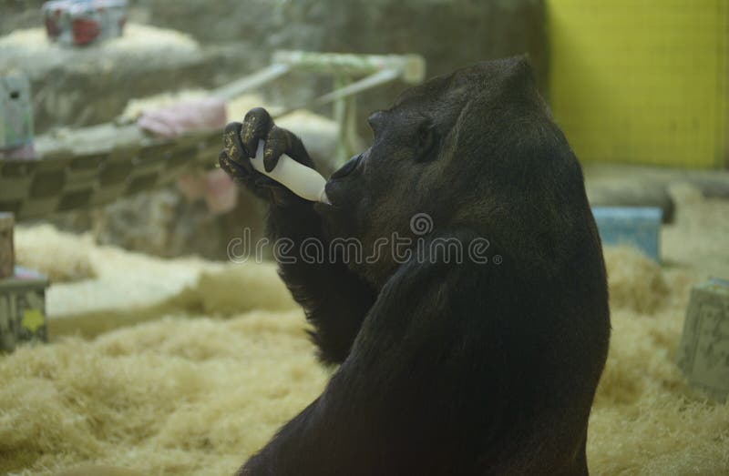 125 Gorilla Drinking Stock Photos - Free & Royalty-Free Stock Photos ...