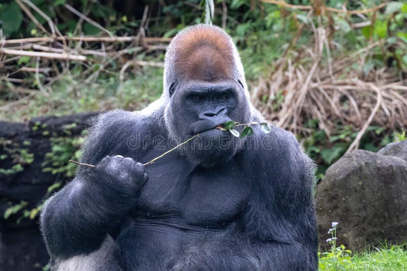 Western Lowland Gorilla Eating Leaves. Stock Image - Image of closeup ...