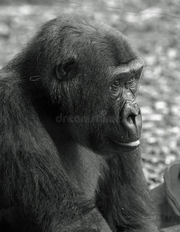 Western Lowland Gorilla Face - Looking Deep in Thought Stock Photo ...