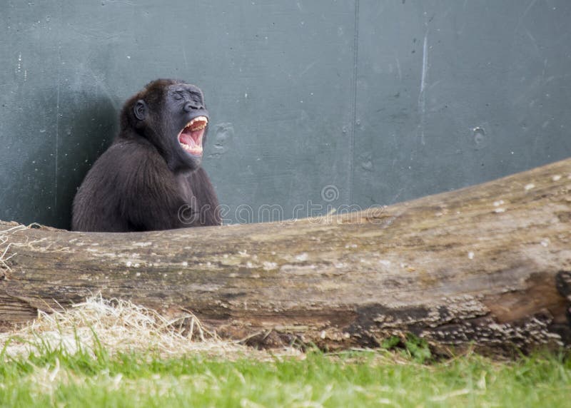 A Large Male Silver Back Western Lowland Gorilla Stock Photo - Image of ...