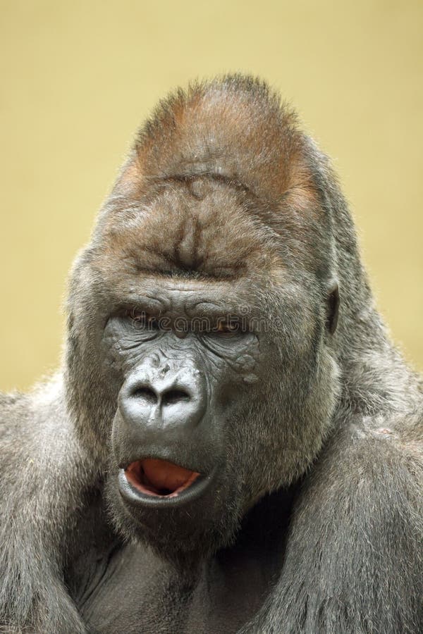 Western Lowland Gorilla Portrait Stock Photo - Image of lowland ...