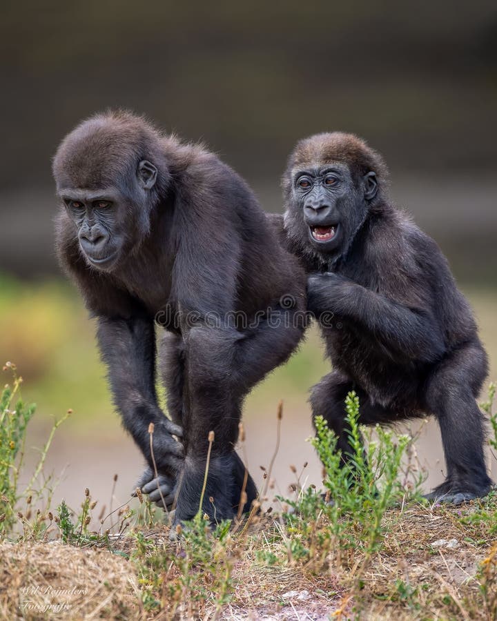 Western Lowland Gorillas Play with Each Other Stock Photo - Image of ...