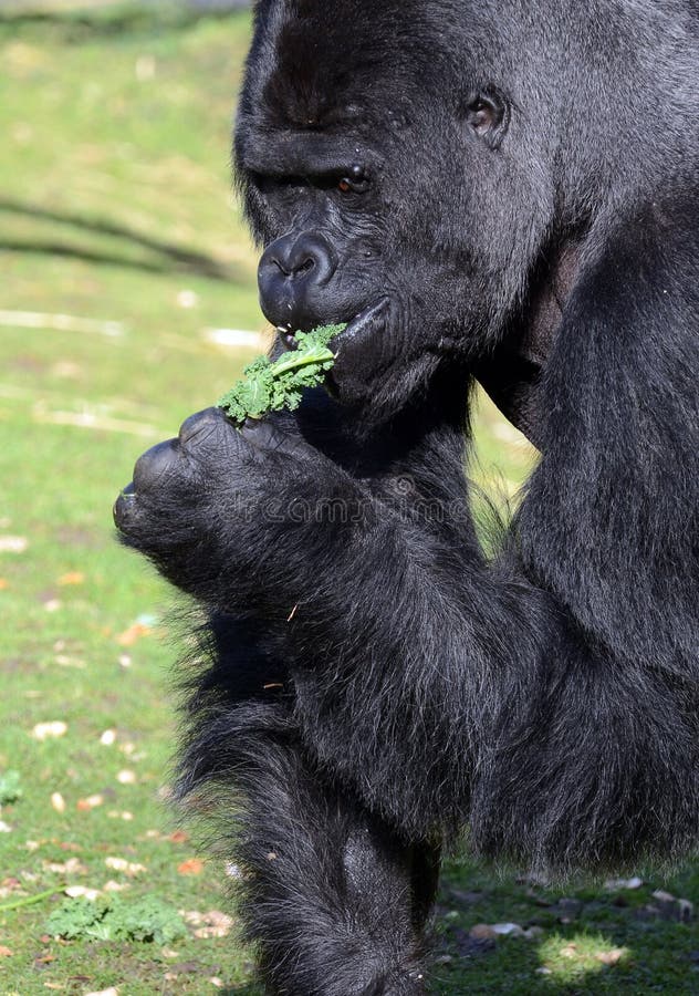 Lowland silverback gorilla stock image. Image of rest - 30164309