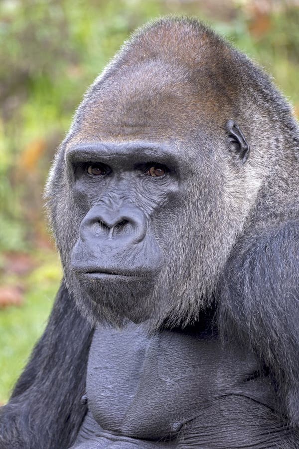 Western Lowland Silverback Gorilla Stock Photo - Image of shot, face ...