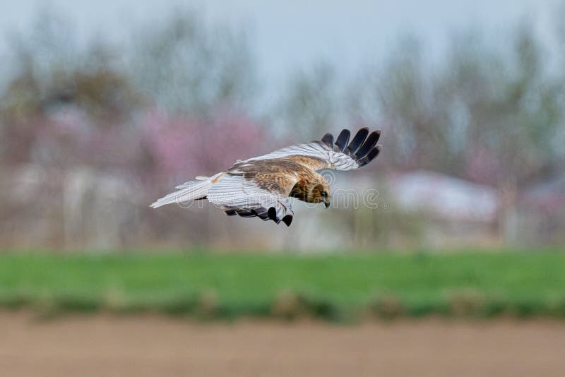 Western Marsh Harrier Bird in Flight Stock Photo - Image of countryside ...