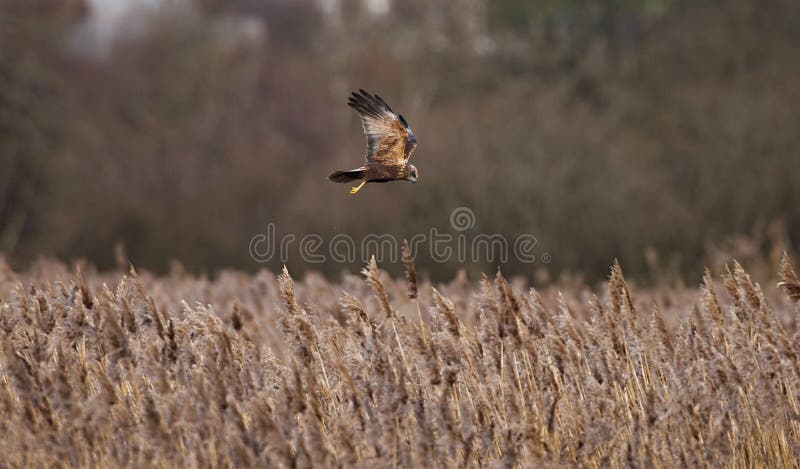 Western Marsh Harrier Bird Flying Above Some Tall Grass in the ...