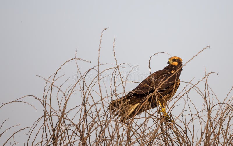 Western Marsh Harrier stock image. Image of back, wildlife - 59314591
