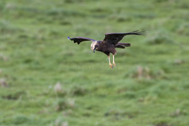 Western Marsh Harrier Female Hunting Stock Photo - Image of circus ...