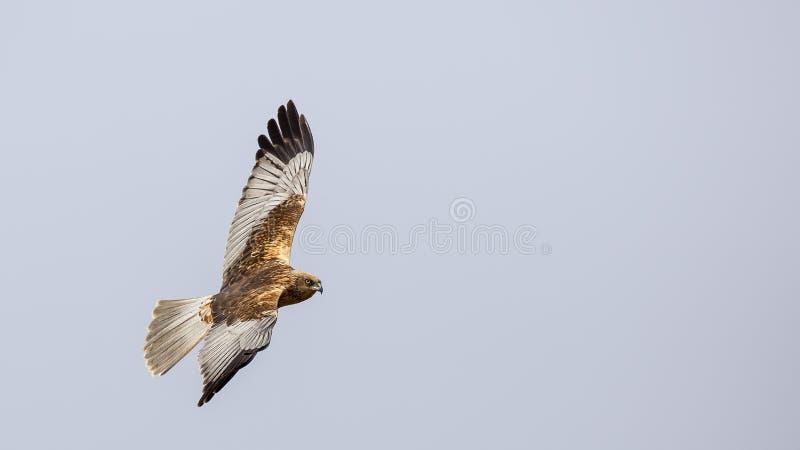 Western Marsh Harrier in Flight Stock Image - Image of marsh, beak ...