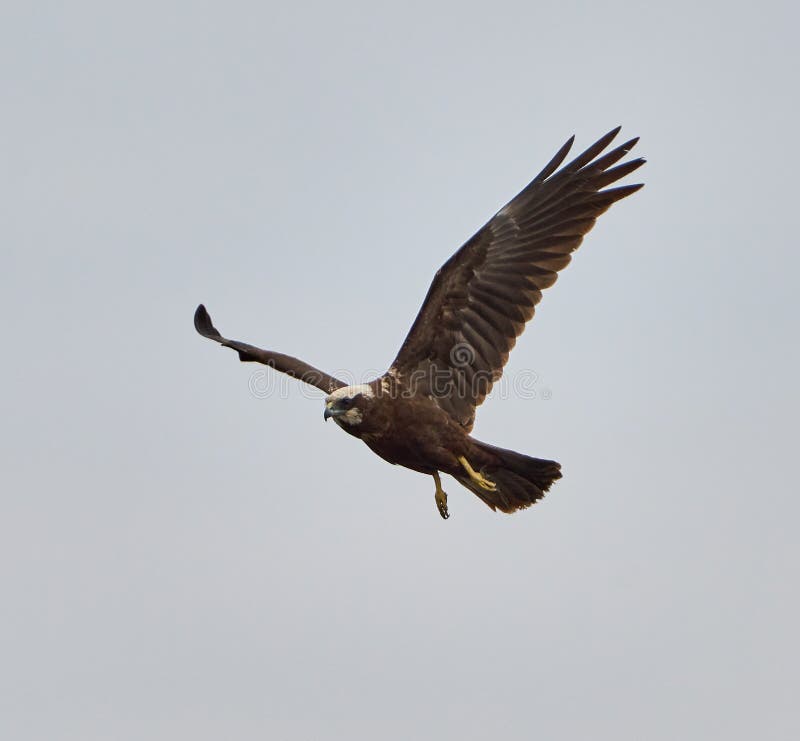 Western Marsh Harrier in Flight Stock Photo - Image of western ...