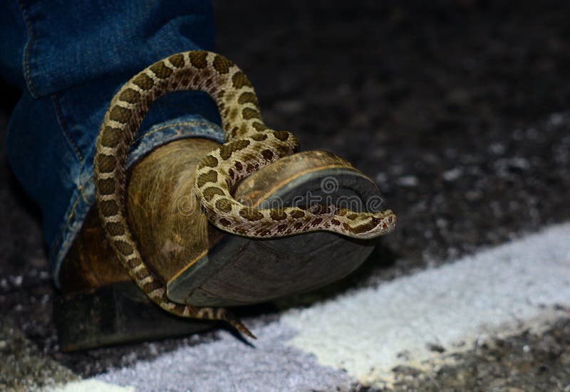 Black Snake Texas Eating Rattlesnake Stock Photos - Free & Royalty-Free ...