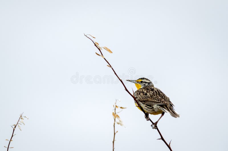 Western Meadowlark stock image. Image of singing, wildlife - 115975427