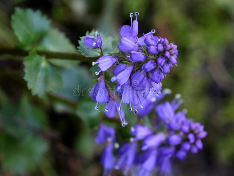 Kittentails Synthyris Stock Photos - Free & Royalty-Free Stock Photos ...