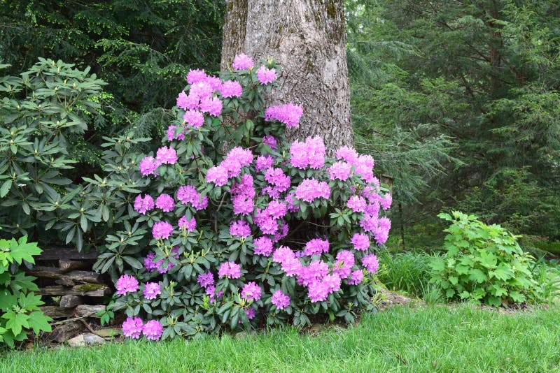Pink Laurel with White Flowers Stock Photo - Image of poison, dangerous ...