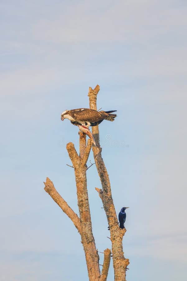 Western Osprey with Dead Fish in Dead Tree Stock Image - Image of ...