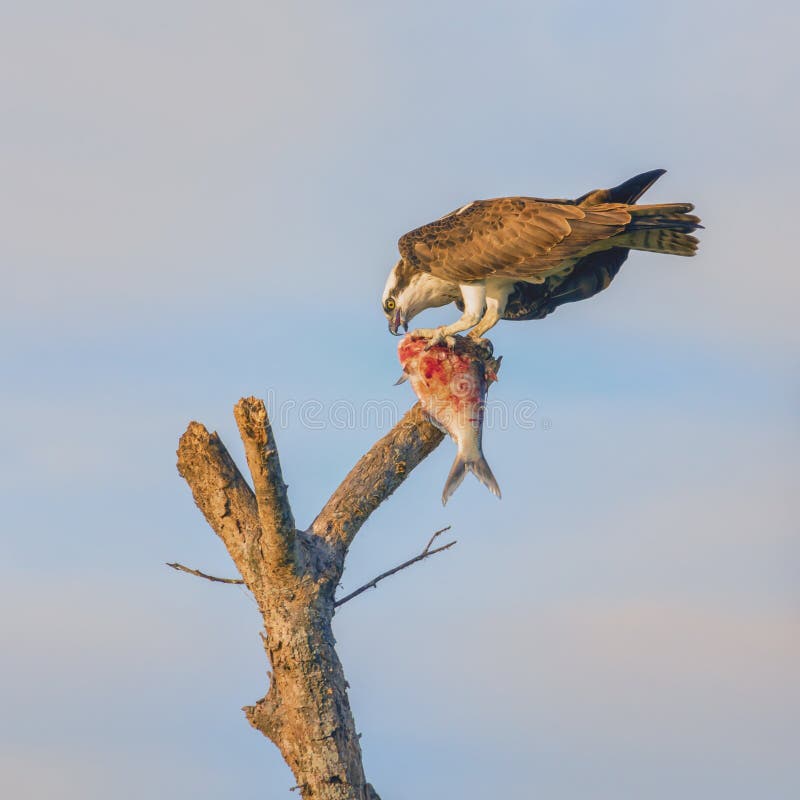 Western Osprey Eating a Fish in a Dead Tree Stock Photo - Image of ...
