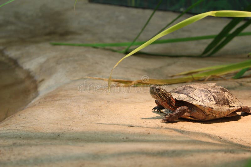 Western Painted Turtle Resting and BASKING on a PLATFORM in CAPTIVITY ...