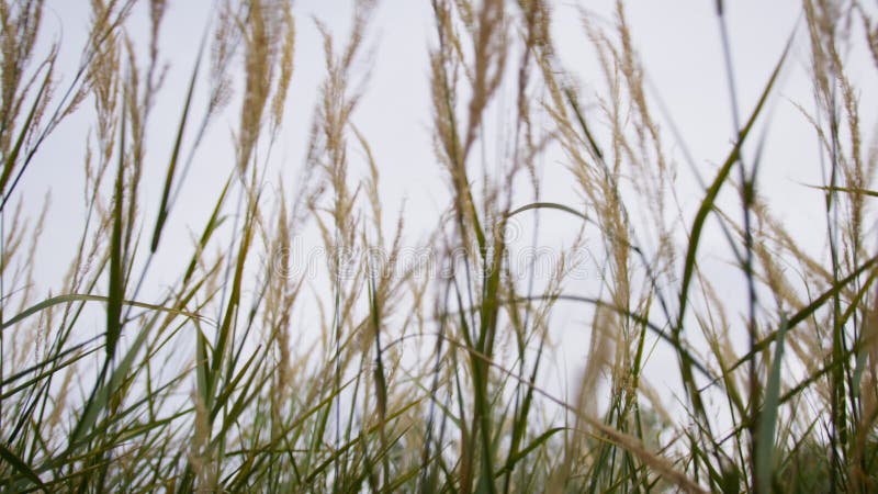 Western Pampas Grass Swaying in the Wind Stock Footage - Video of ...