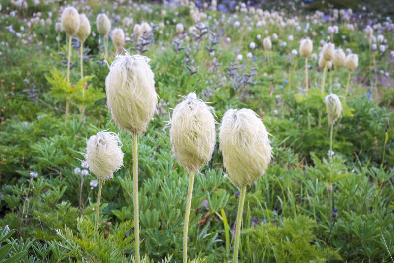 Western Pasque flower stock photo. Image of meadow, northwest - 34336660