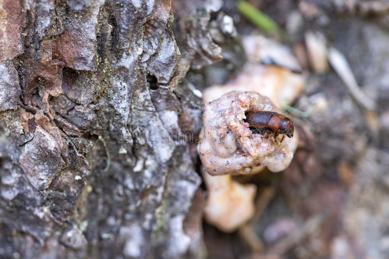 Western Pine Beetle Climbing in a Pitch Tube Stock Photo - Image of ...