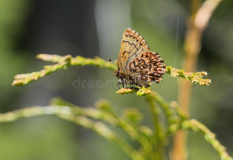 Western Pine Elfin Butterfly Stock Photo - Image of insect, callophrys ...