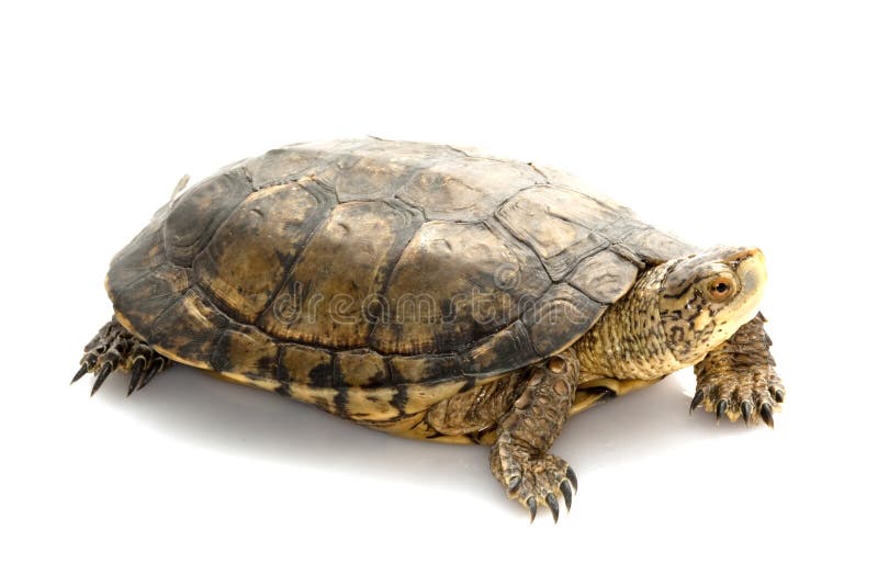 Western Pond Turtle stock photo. Image of space, shell - 10472020