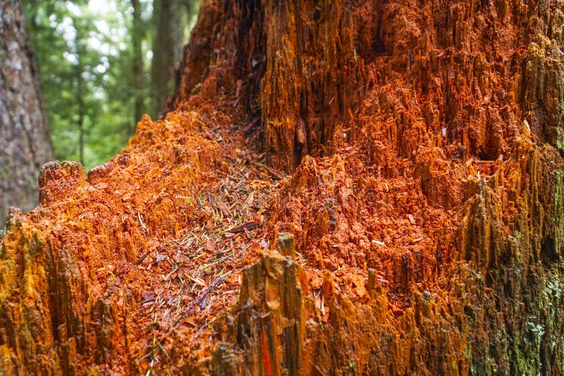 Western Red Cedar - Amazing Trees in the Redwoods Stock Photo - Image ...