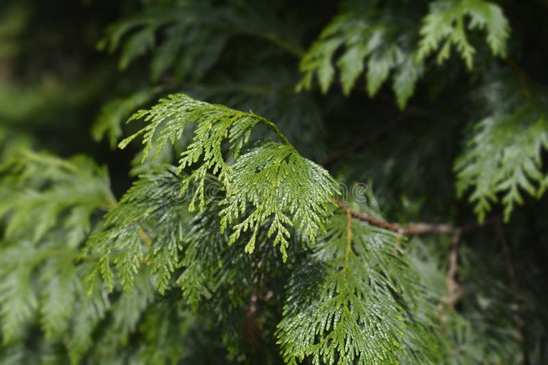 Western red cedar stock image. Image of close, tree - 192857571
