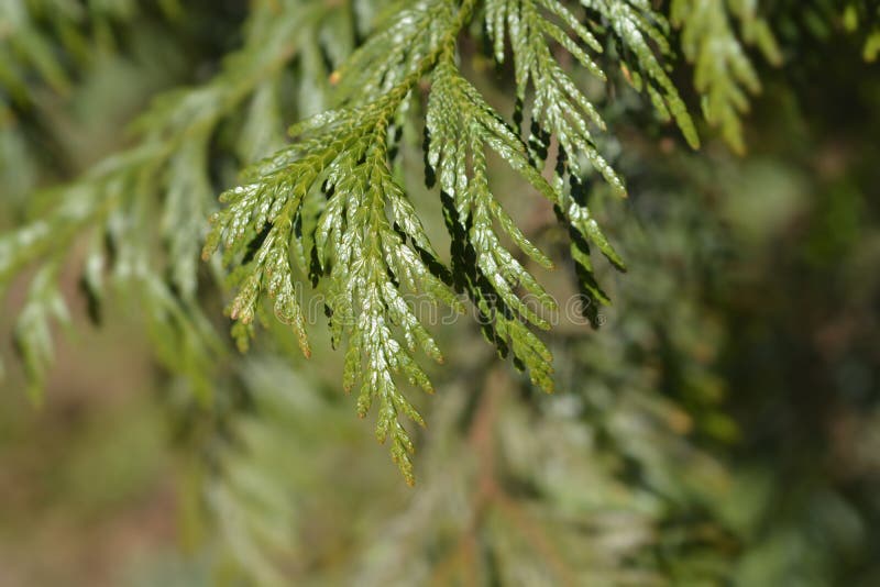 Western Red Cedar stock photo. Image of western, branch - 266867084