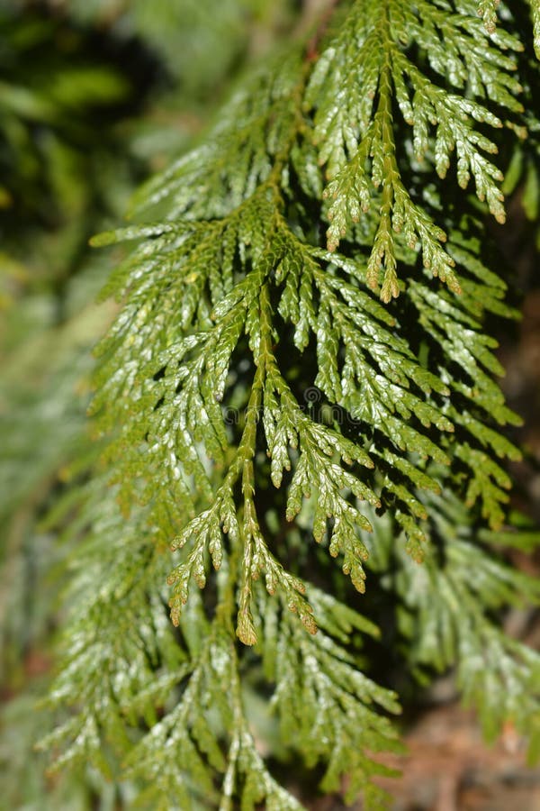 Western Red Cedar stock photo. Image of botany, latin - 269113348